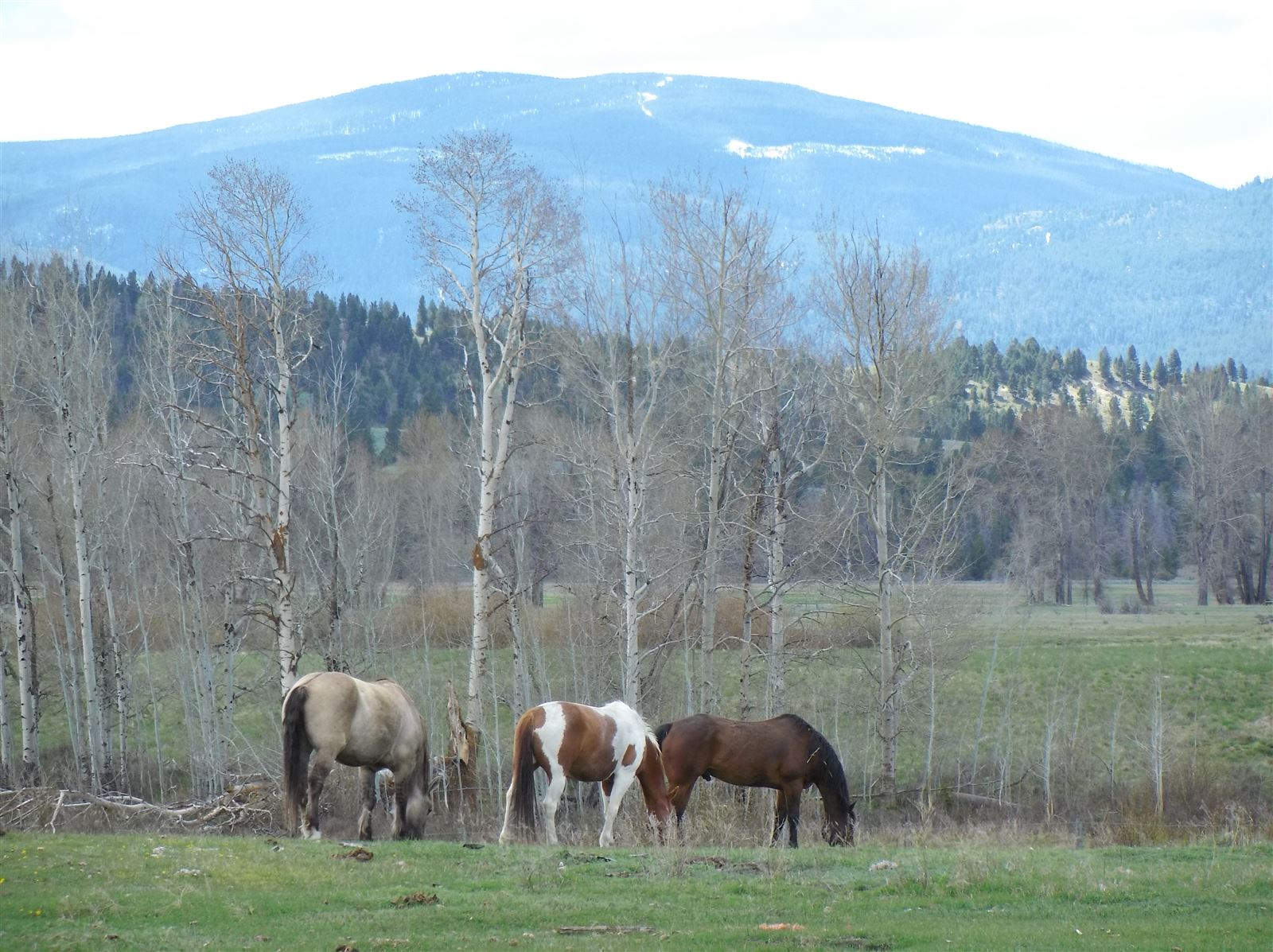 Locations Hub - Stemple Pass Road (Town to Kaczynski's Camp)