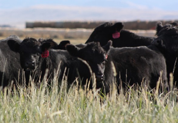 Locations Hub - Muddy Creek Ranch