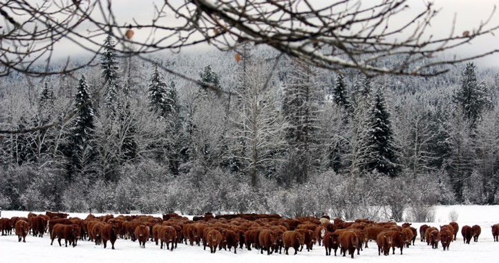 Locations Hub - OZ / Lolo Trail Ranch