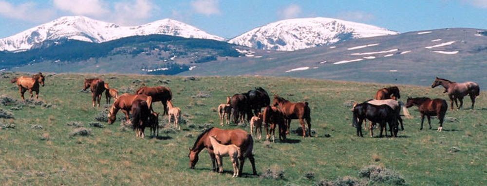 Locations Hub - Galt Ranch (Archival)